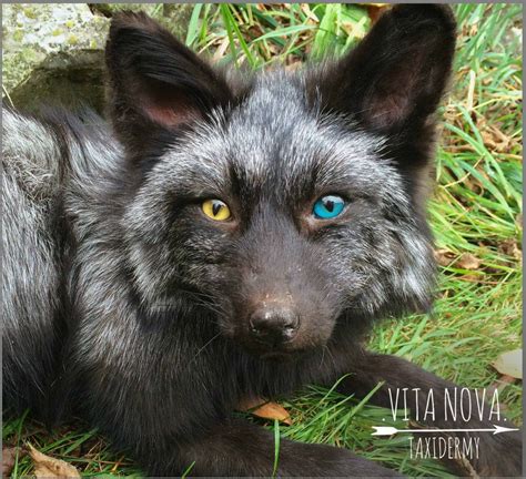 Adorable Red Fox
