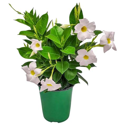 White Dipladenia Plant For Sale Bush Form 1 And 3 Gallon Tropical