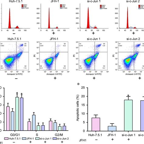 C‐jun Regulated Cell Cycle And Inhibited Apoptosis A And C The Cell Download Scientific