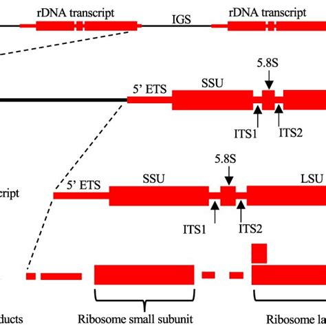 Rdna Locus A Tandem Array Of Eukaryotic Nuclear Rdna Showing Four