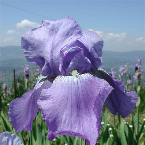 Liris Visit Loro Ciuffenna