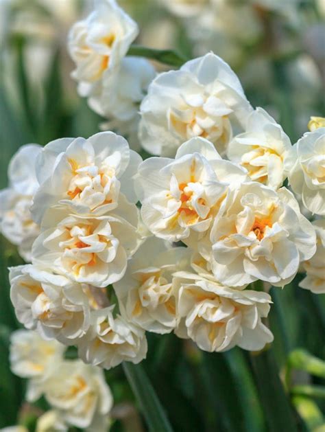 Hydrangea Winter Care Soto Gardens