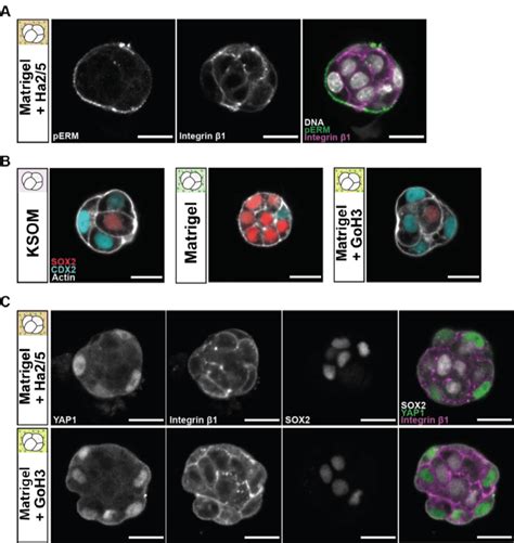 Fig S2 Integrin α6β1 Inhibition Restores Inside Outside Patterning To