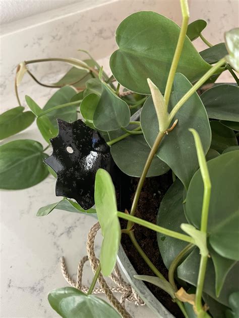 How Do I Get Rid Of These Tiny Flies Rindoorgarden