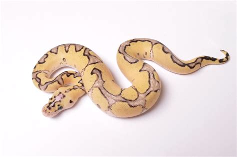 X Treme Gene Ball Python Traits Morphpedia