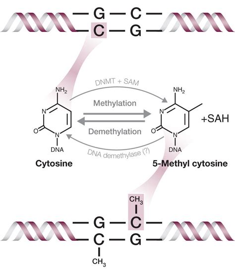 Cytosine Methylation
