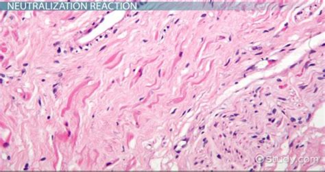 Nervous Tissue New Insights Into Adamts Metalloproteases In The