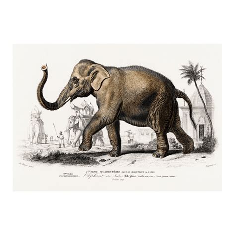 Asiatic Elephant Elephas Maximus