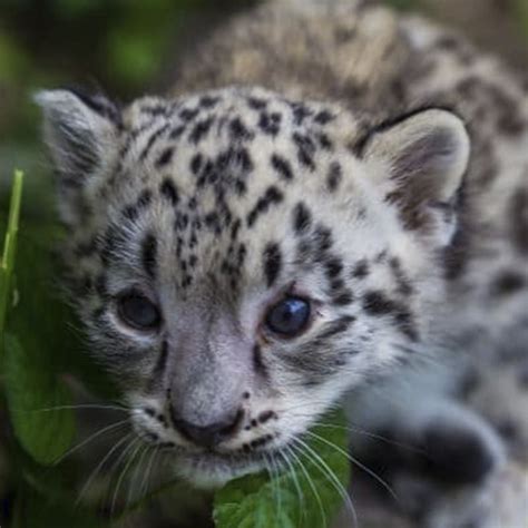 Animal Cubs Images Lepard