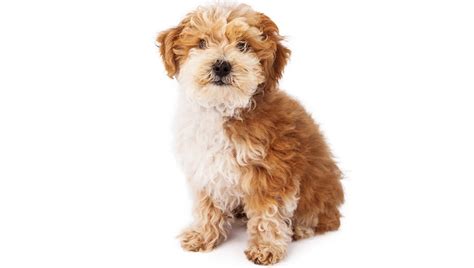 Havanese Poodle Mix