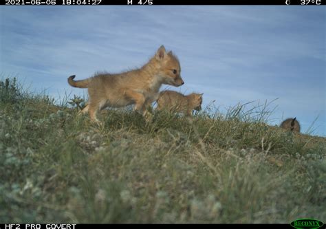 The Swift Fox Makes A Surprise Comeback Cool Green Science