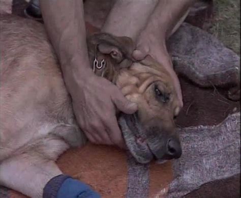 Outdoor Dog Bestiality Sex With Interracial Zoophiles