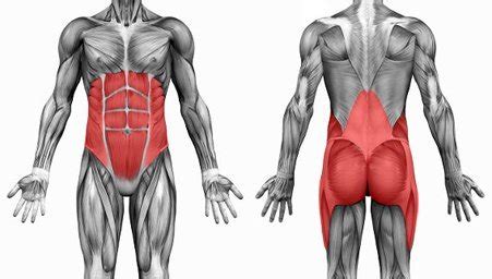 The Importance Of The Lumbopelvic Hip Complex By Erin Ritterbusch
