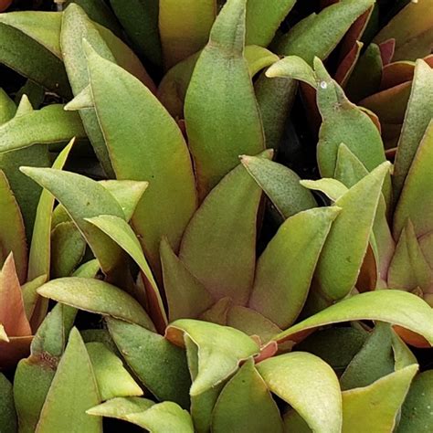 Crassula Orbicularis Var Rosularis