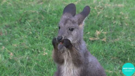 Kangroos Compilation Videos I Youtube
