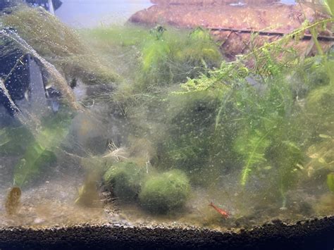 Beginner Struggling With Algae Overgrowth Rshrimptank
