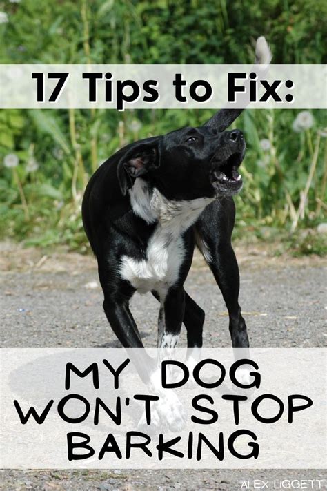 17 Tips to Fix | My Dog Won't Stop Barking