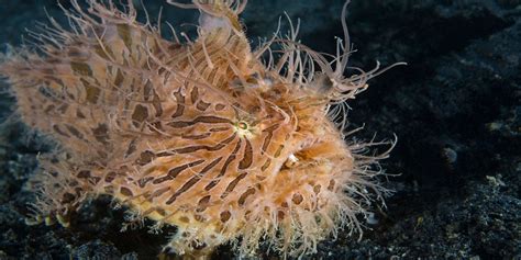 Hairy Frog Fish