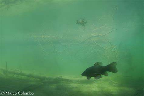 Tench Marco Colombo
