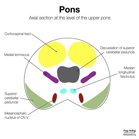 Anatomy Of Pons