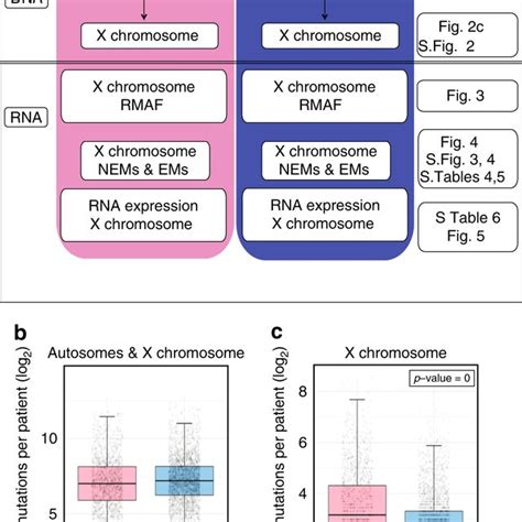 Frequency Of X Chromosome Mutation Was Greater In Females Than Males