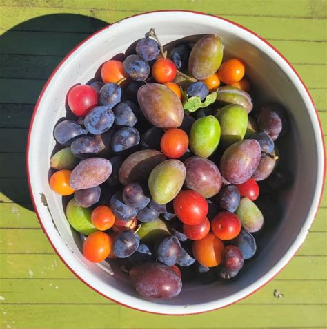 Foraging Wildfood Freefood Getoutside Wellbeing Naturetherapy