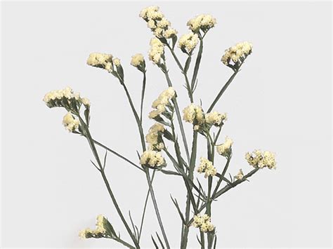 Limonium Sinuatum Creme Birds