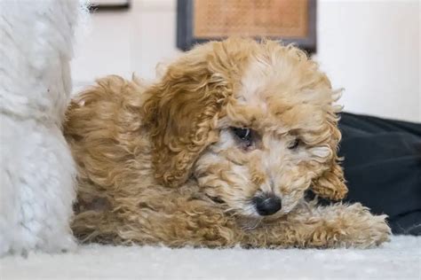 Bichon Frisé Pudel Mix And Mischling Im Portrait Mit Bildern