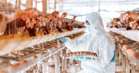 Livestock Biosecurity 101 The Ultimate Guide To Thriving Animal Health