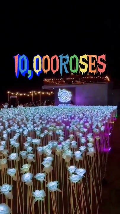 Ten Thousand Roses In Reality 10k Rose Gardens In Cebu City