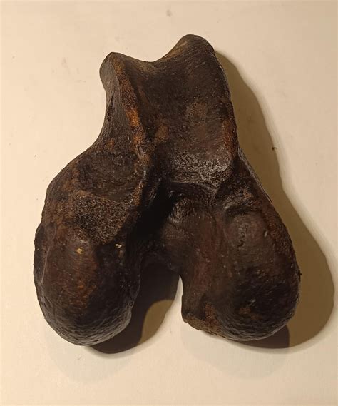 Need Help With Identifying Fossil Fossil Id The Fossil Forum