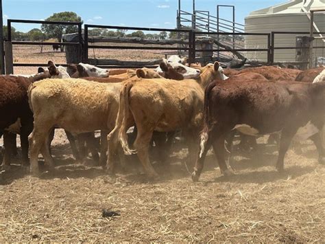 79 Herefordcharolais X Mixed Sex Weaners Grant Daniel Long