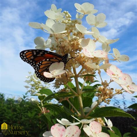 Hydrangea Paniculata Quick Fire® Tree Panicle Hydrangea From Home Nursery