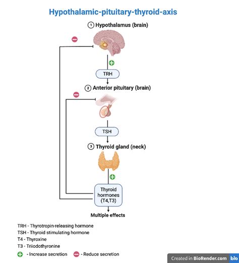 Thyroid Hormone Diagram
