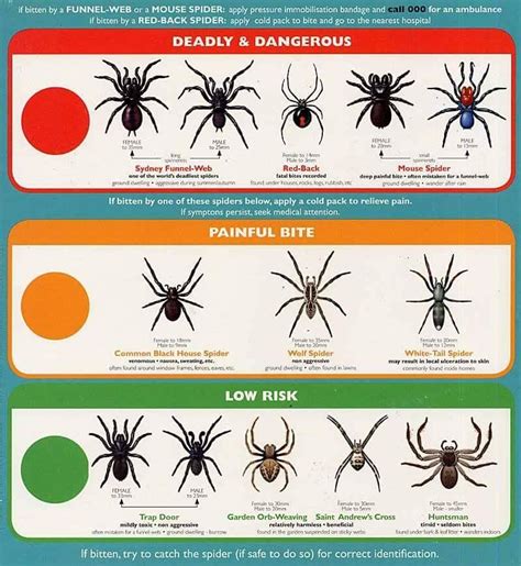 Types Of Spiders Spider Identification Spider Identification Chart