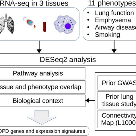 Venn Diagrams Of The Combined Deseq2 Results Intersected Across Tissue Download Scientific