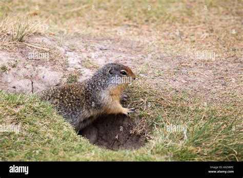 Hibernating Patterns Of Free Ranging Columbian Ground Squirrels Dtuqs