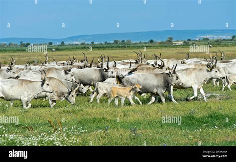 Herd Of Hungarian Steppe Cattle Wandering Through The Steppe Landscape