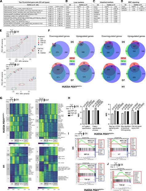TGF β modulates cell fate in human ES cell derived foregut endoderm by inhibiting Wnt and BMP