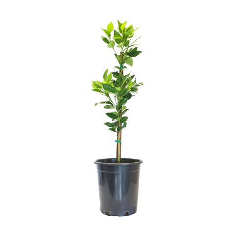 Dancy Tangerine Tree For Sale Online By Alder And Oak Plants
