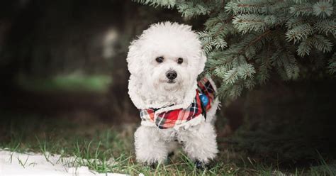 Bichon Frise Lifespan 12 15 Years Of Love And Challenges Explored