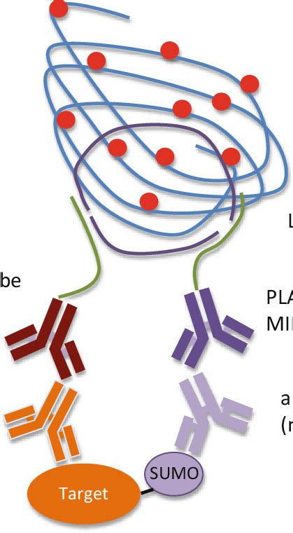 Proximity Ligation Assay To Detect Protein Sumoylation Two Primary Download Scientific