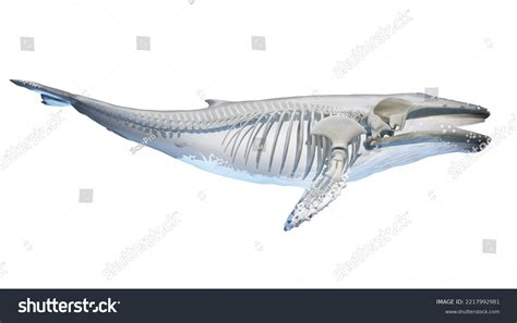 Humpback Whale Skeleton Diagram