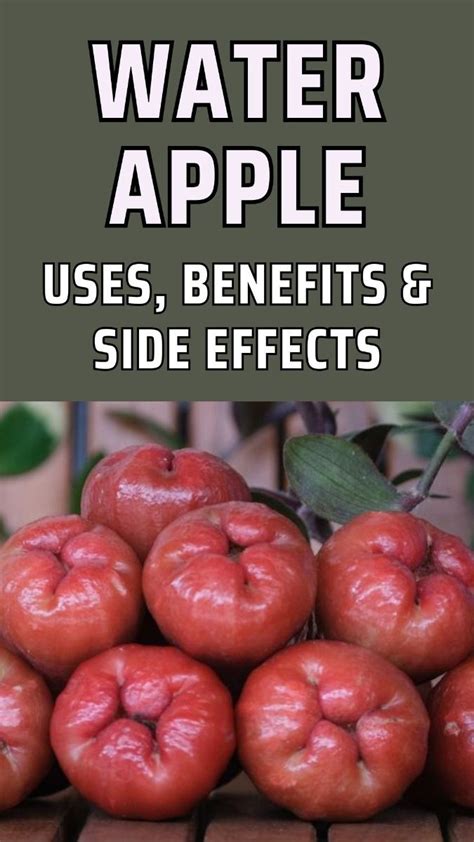Best 13 Water Apple Uses Benefits Side Effects And More Artofit