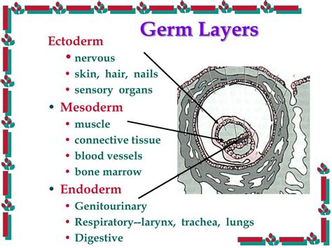 Ppt Reproductive Powerpoint Presentation Free Download Id1115566