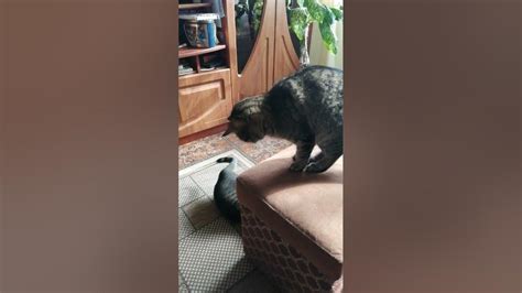 Серые котики с утра Cat красиваякошка котик Youtube