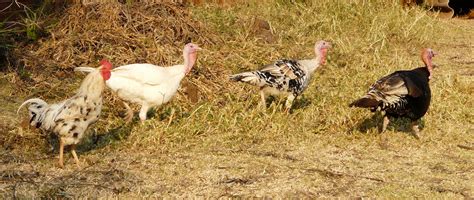 Turkey Sex Brookehilda