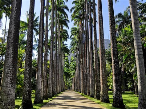 Botanical Garden Jardim Botânico Travel South America