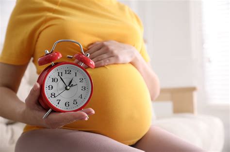 Human Egg Fertilization Timeline