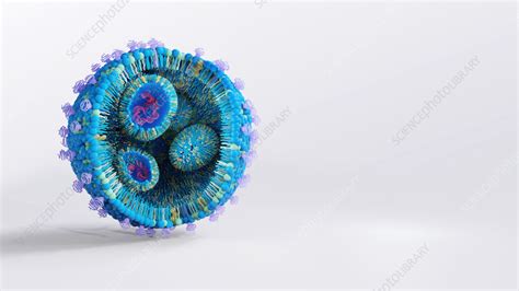 Lipid Nanoparticle Structure Illustration Stock Image F0432414 Science Photo Library